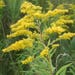 Goldenrod - Dried Herb - Etsy