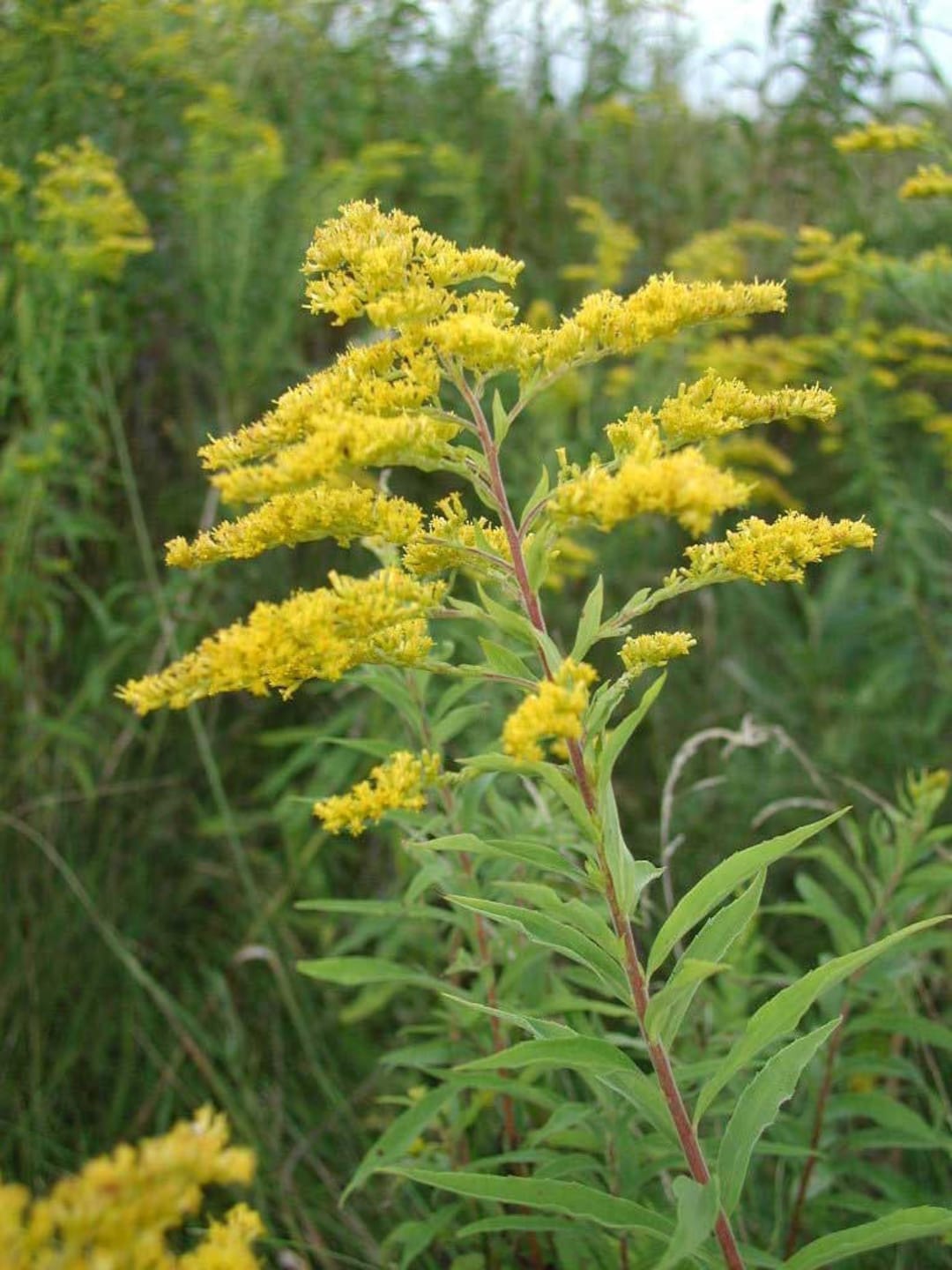 Goldenrod - Dried Herb - Etsy