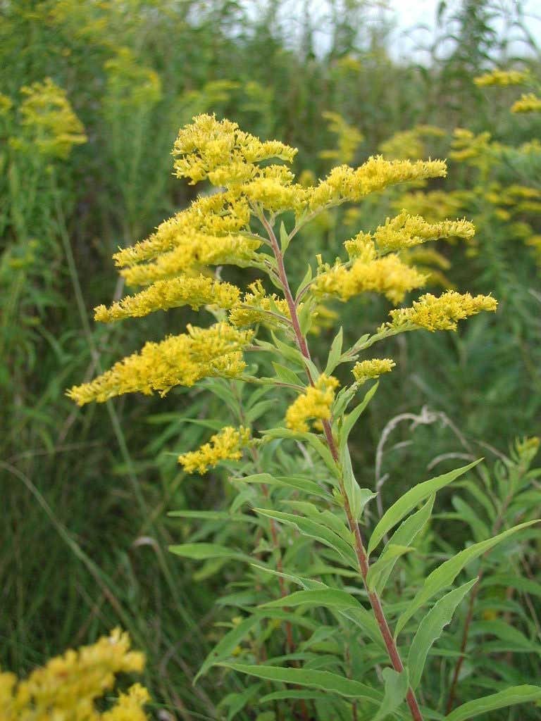 Goldenrod - Dried Herb - Etsy
