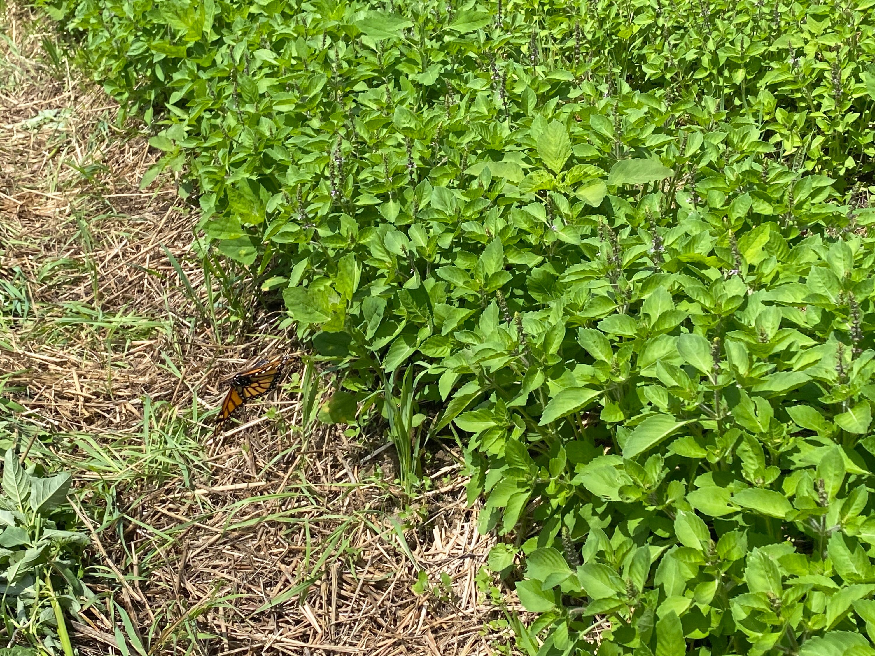 Tulsi / Holy Basil - Dried Herb - Etsy