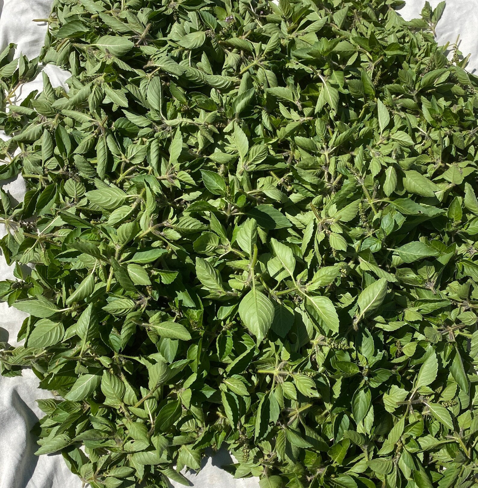 Tulsi / Holy Basil - Dried Herb - Etsy