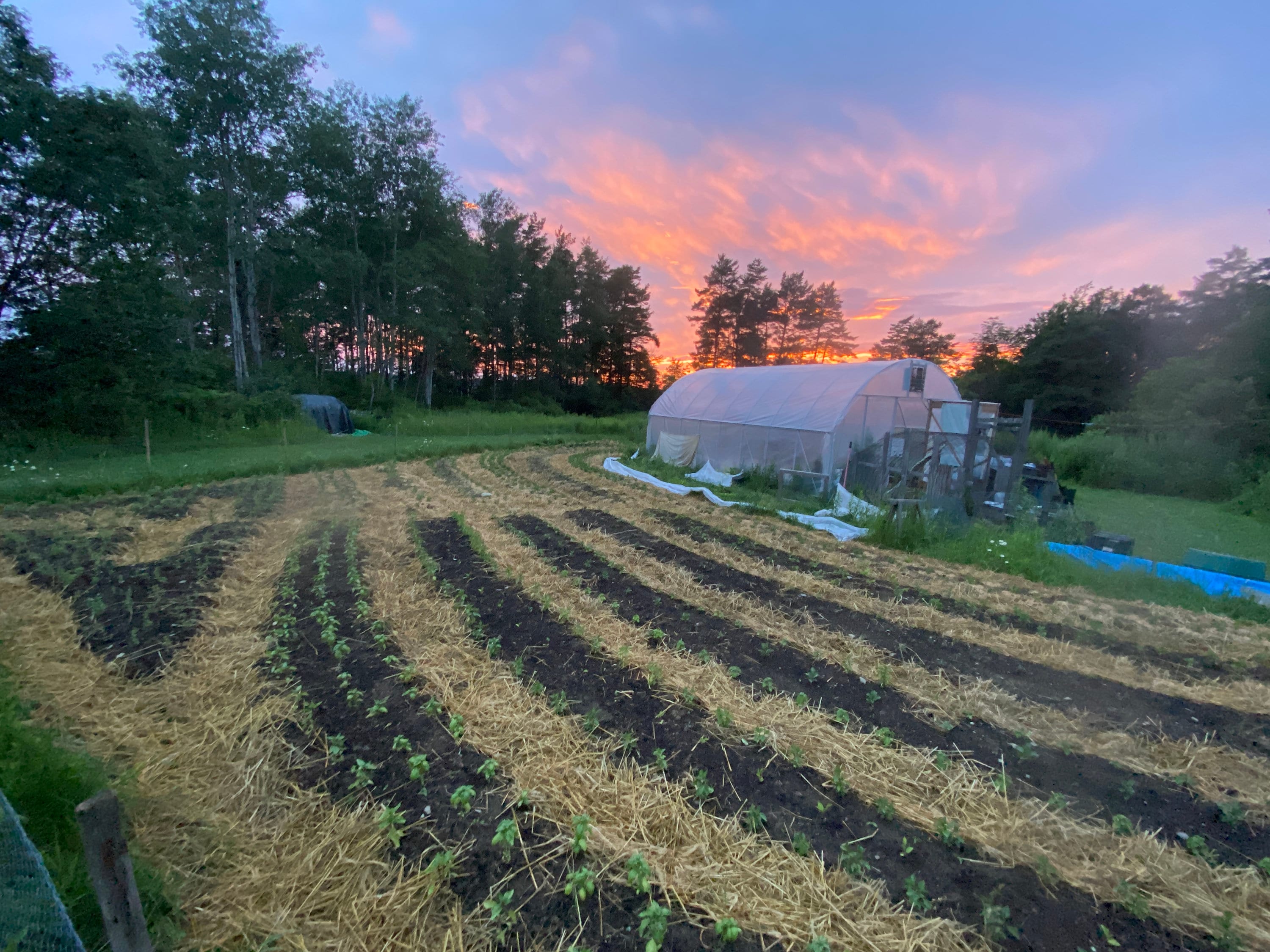 Goldenrod - Dried Herb - Etsy