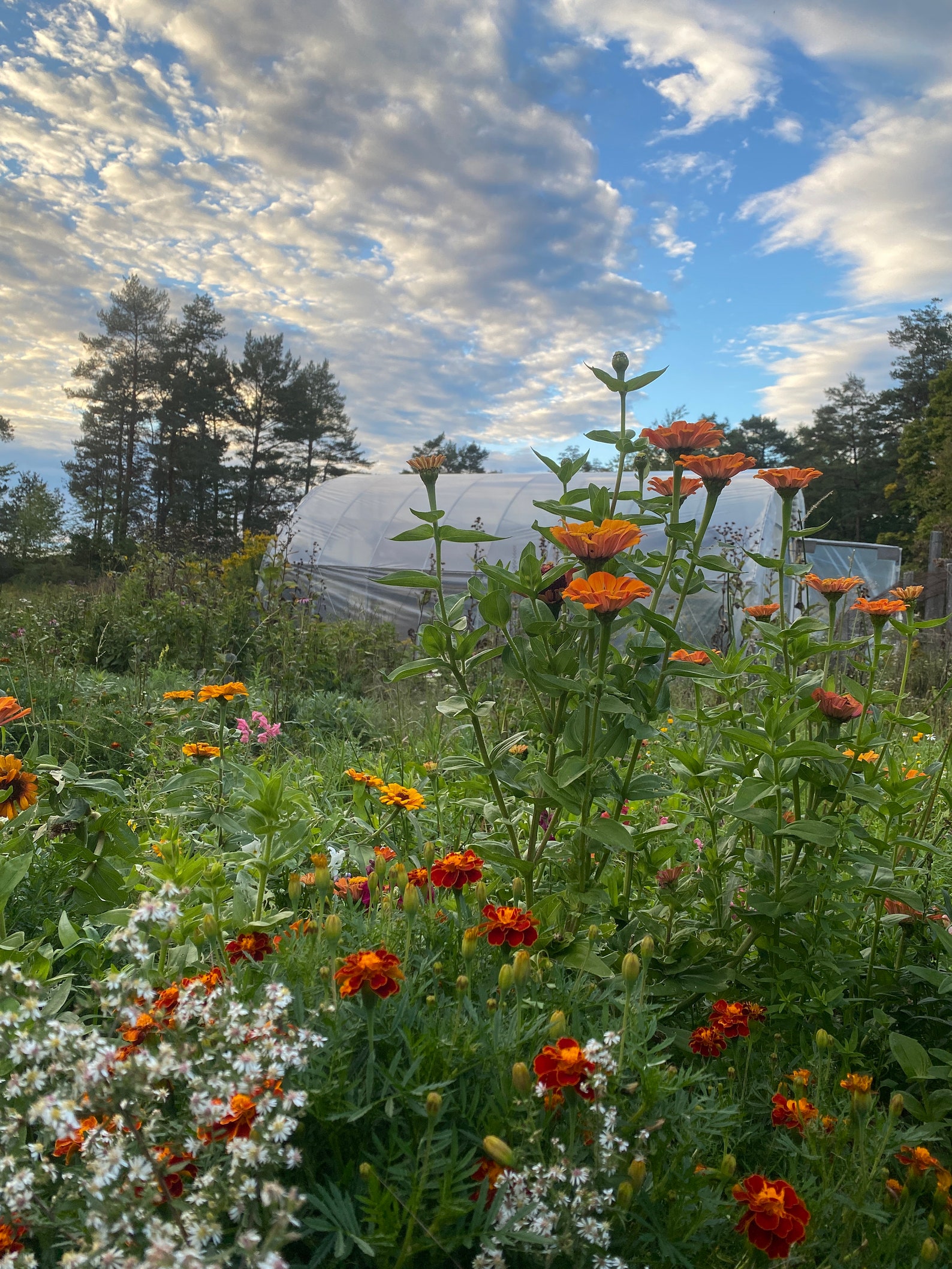 Goldenrod - Dried Herb - Etsy