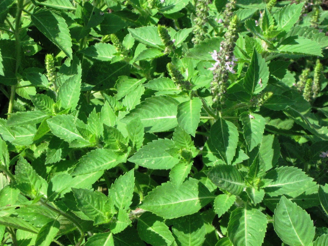 Tulsi / Holy Basil - Dried Herb - Etsy