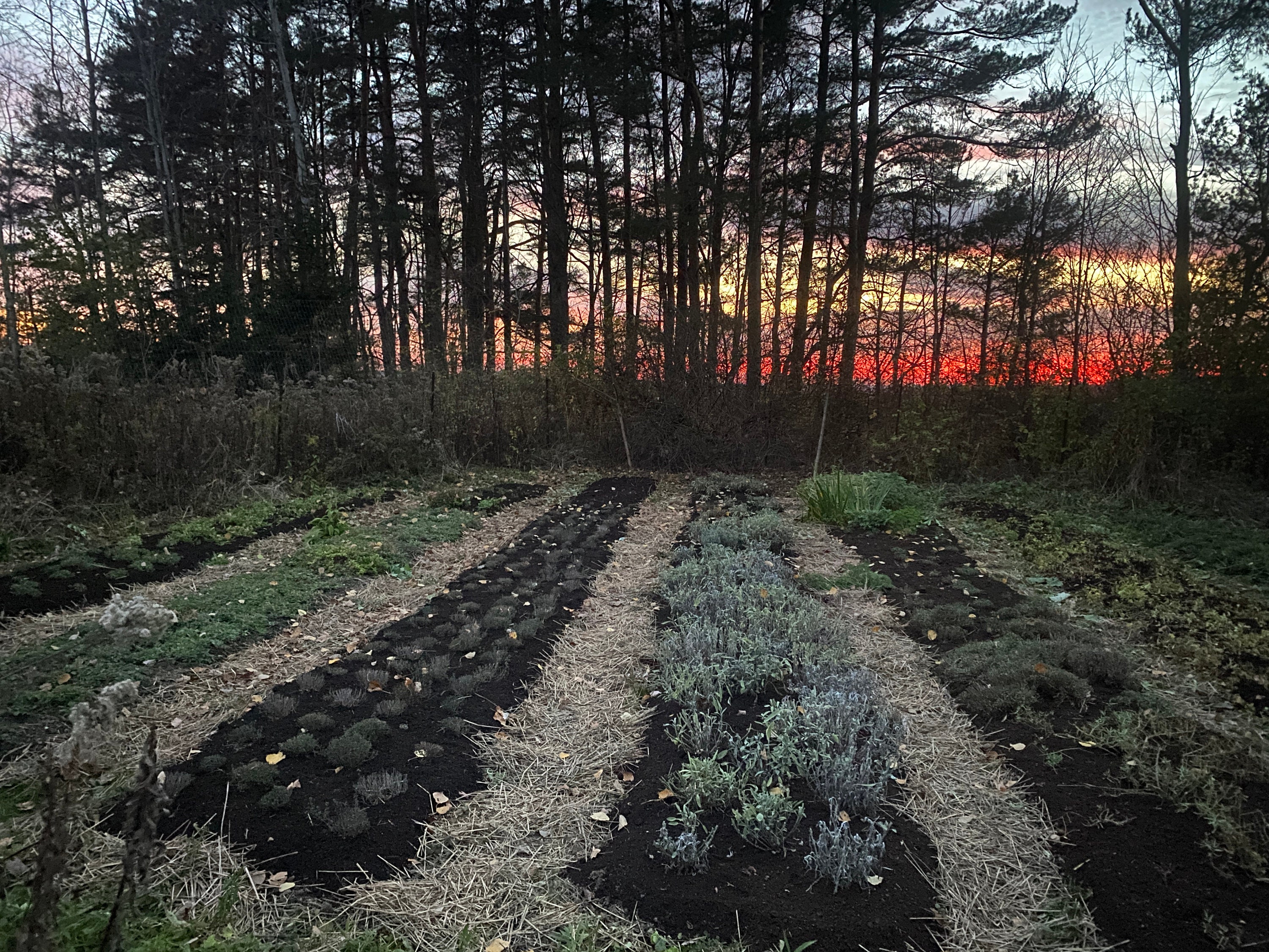 Goldenrod - Dried Herb - Etsy