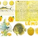 Yellow Ephemera, Collage Paper, Junk Journal, Mixed Media, Ephemera ...