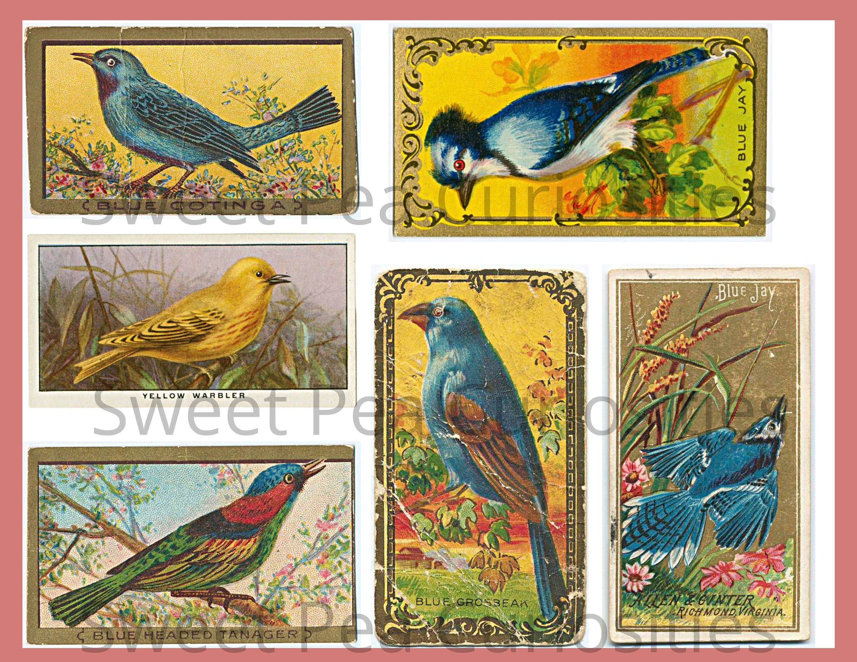 Vintage Bird Cards Digital Download Printable Junk - Etsy
