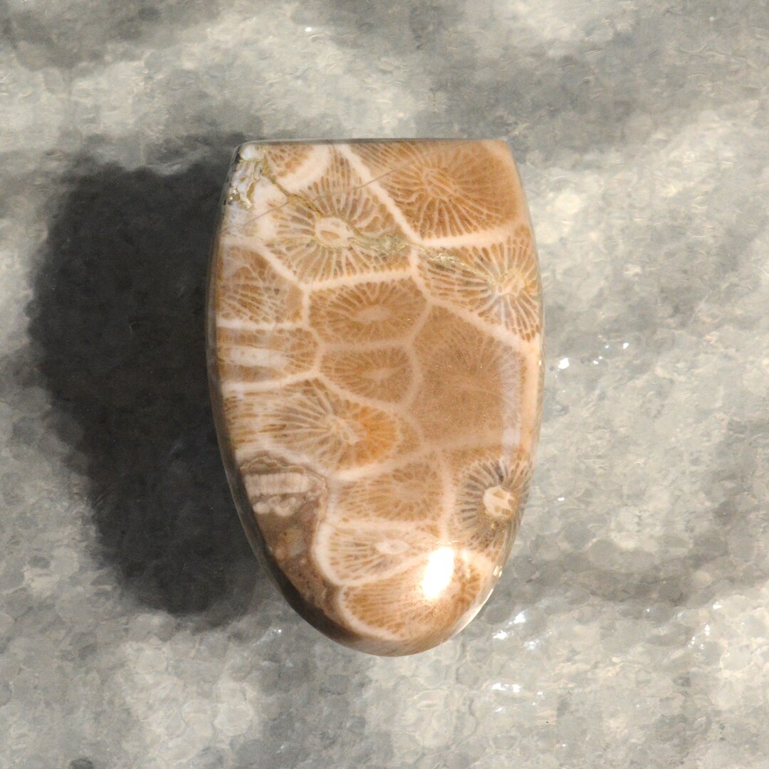 Very Desirable Petrified Coral Shield Shape Hand Cut Cabochon in a Gray ...
