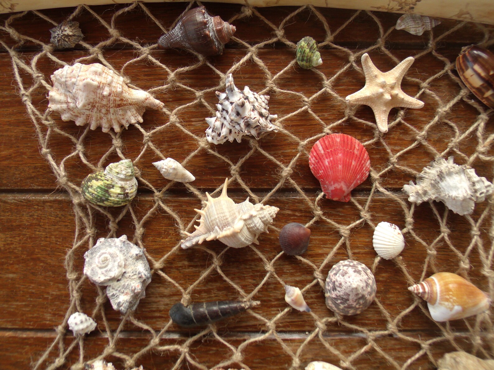 Shells in Fish Netting Sea Shells Home Decoration. Beach - Etsy
