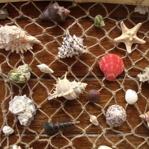 Shells in Fish Netting Sea Shells Home Decoration. Beach - Etsy