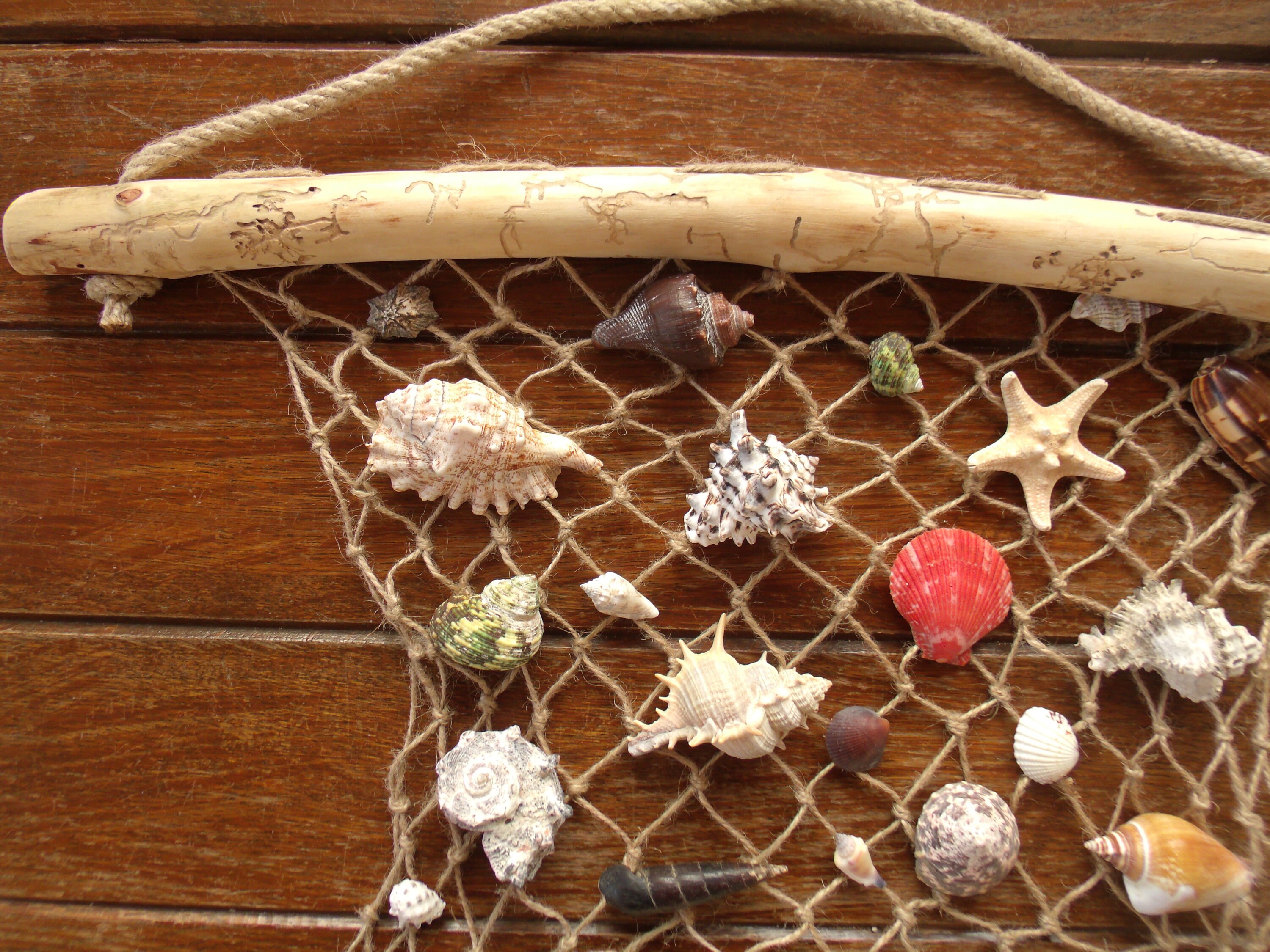 Shells in Fish Netting Sea Shells Home Decoration. Beach - Etsy