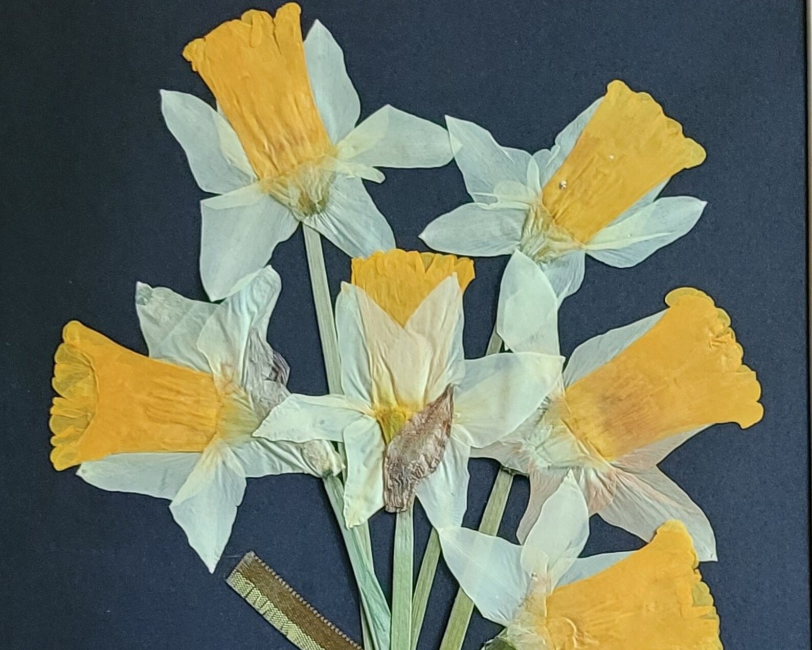 Pressed Daffodils in Vintage Brass Frame, Botanical Art Decor, Floral ...