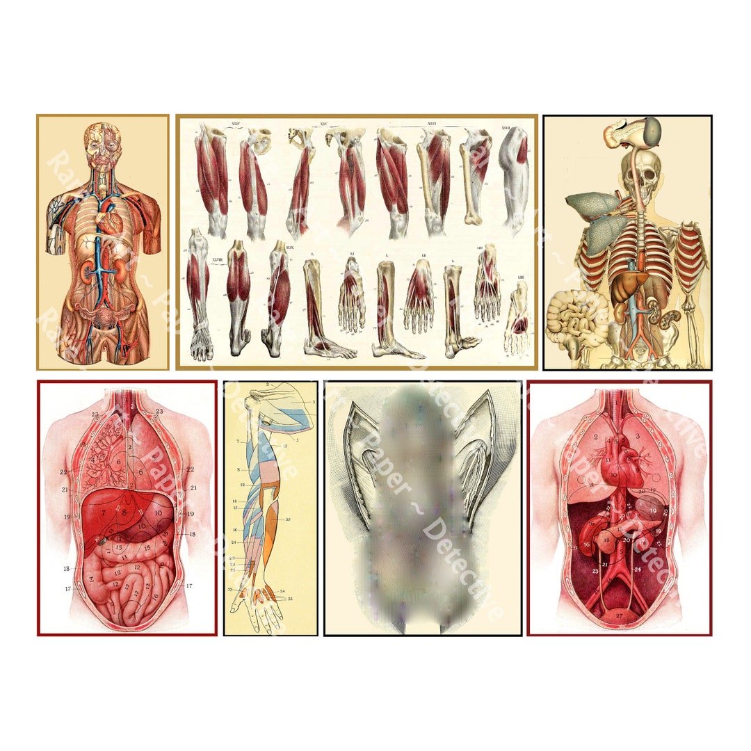 Anatomy Labels for Halloween Adult Party and Novelties Medical Human ...