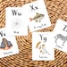 Nature Alphabet Cards, Wall and Flash Card Sizes, Watercolor ...