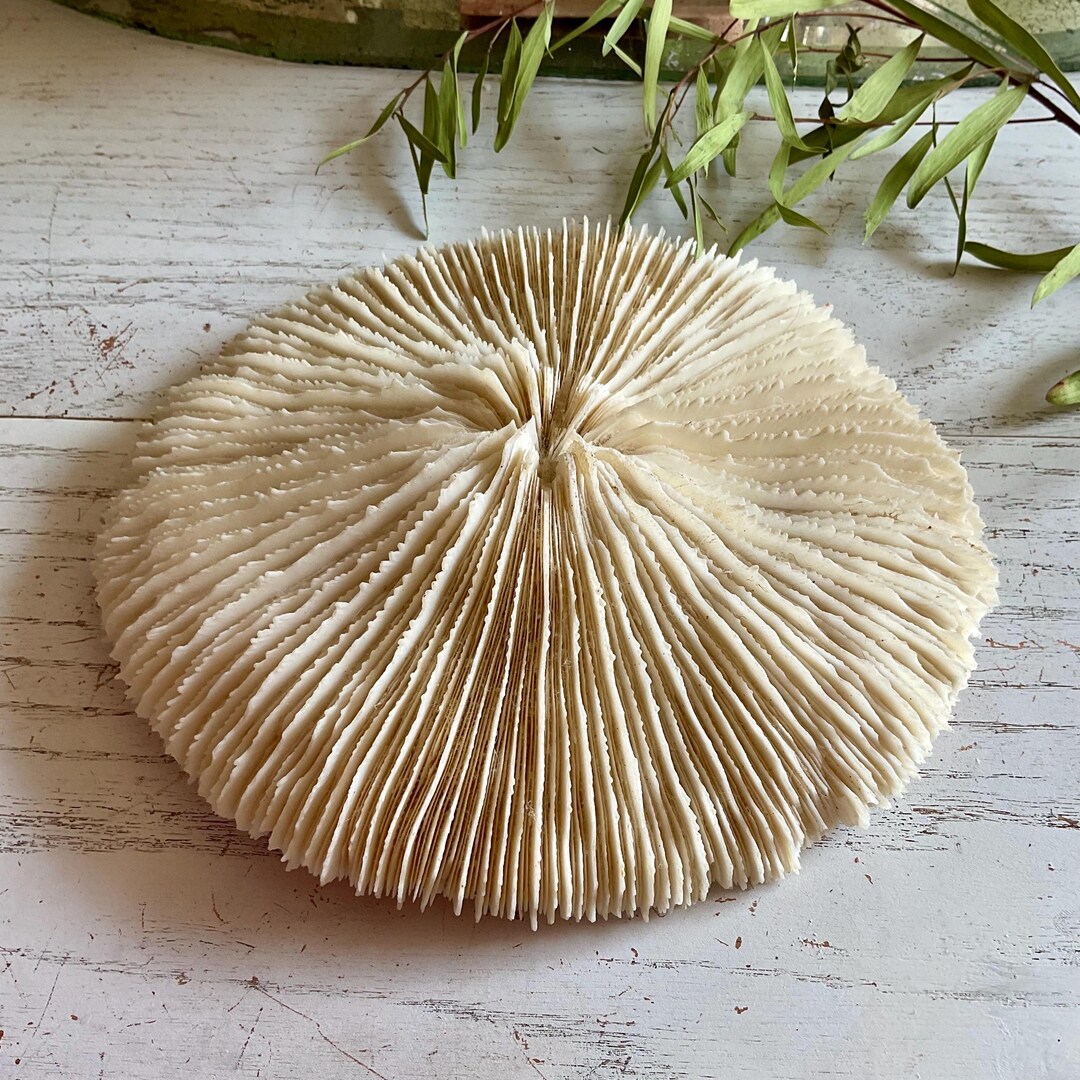 Large Natural Dried Coral Specimen - Etsy
