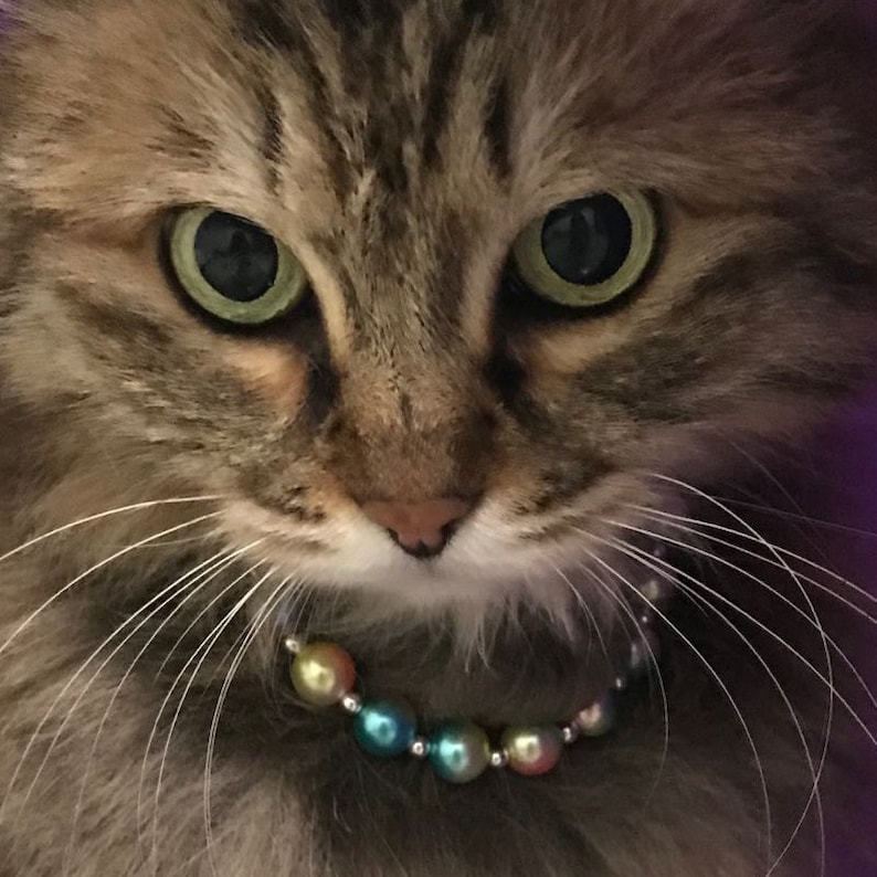 Pearl Cat Collar Pet Collar With Magnetic Safety Clasp - Etsy