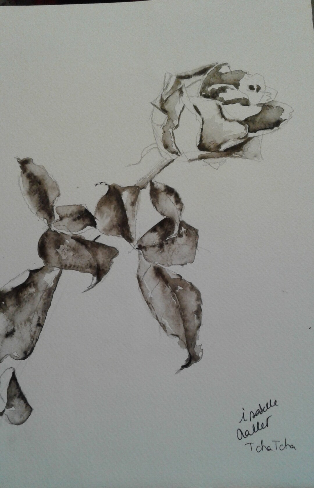 Rose Cha-cha - Etsy