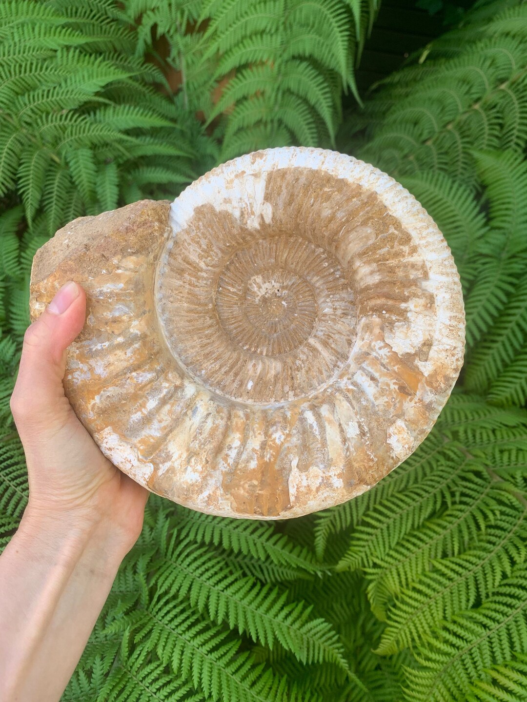 Giant Real Mantelliceras Ammonite From Morocco Almost 3kg. Gorgeous ...