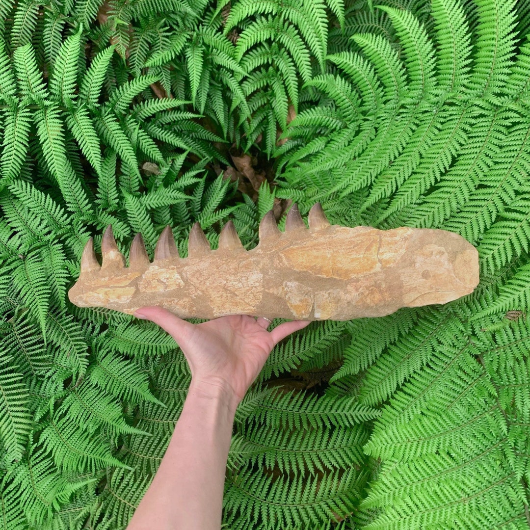 Huge Real Mosasaur Jaw Fossil. Incredible Large Mosasaur Fossil of a ...