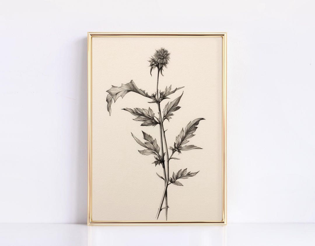 Windflower Stem Sketch| Vintage Botanical Print | Digital Print ...
