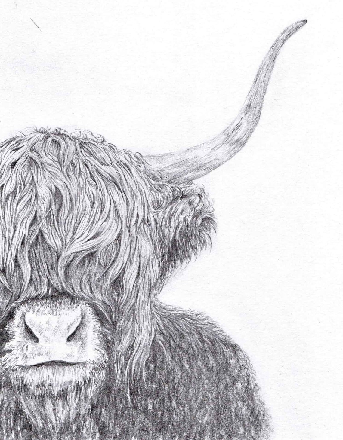 Highland Coo Blank Card. Print of Original Pencil Drawing by - Etsy ...