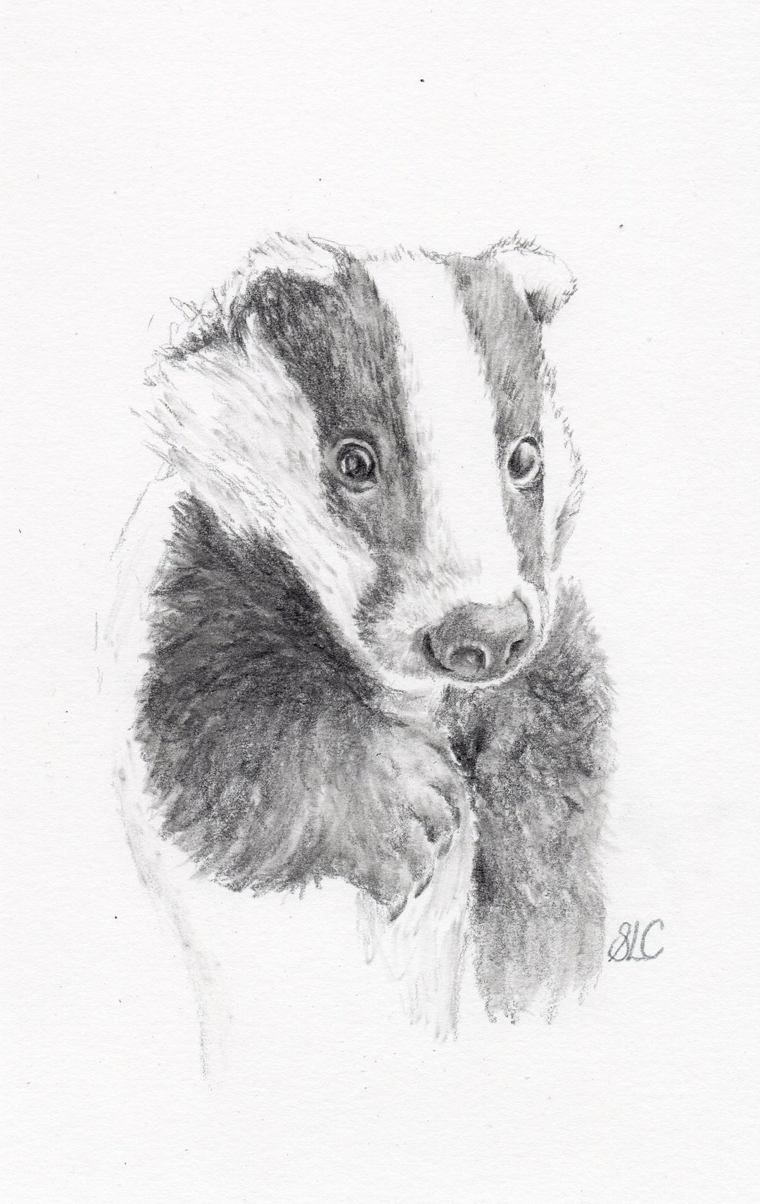Badger Cub Blank Card. Print of Pencil Drawing by Sarah Caisey - Etsy