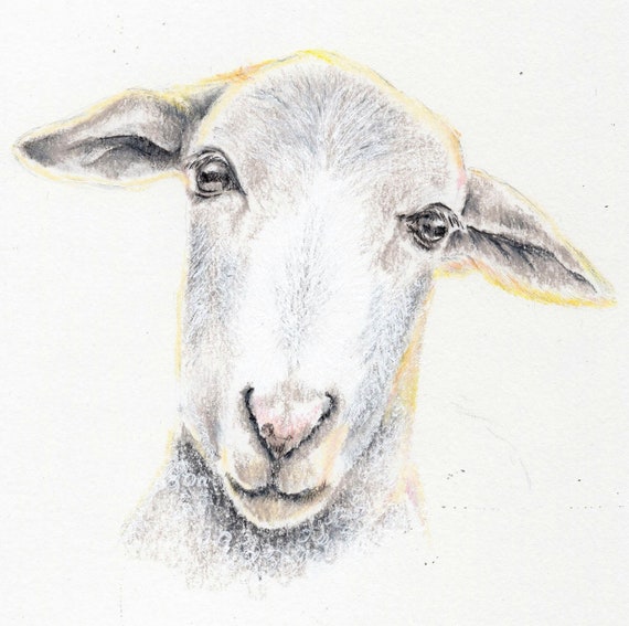 Sheep Blank Card. Print of Original Drawing by Sarah Caisey - Etsy