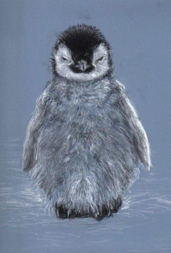 How To Draw A Realistic Baby Penguin