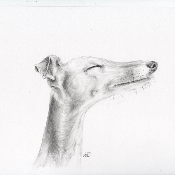 Greyhound Drawing - Etsy