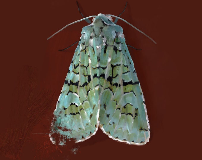 Large Moth Art Print, Giant Black Moth Art, Moth Wall Art, Moth Poster ...