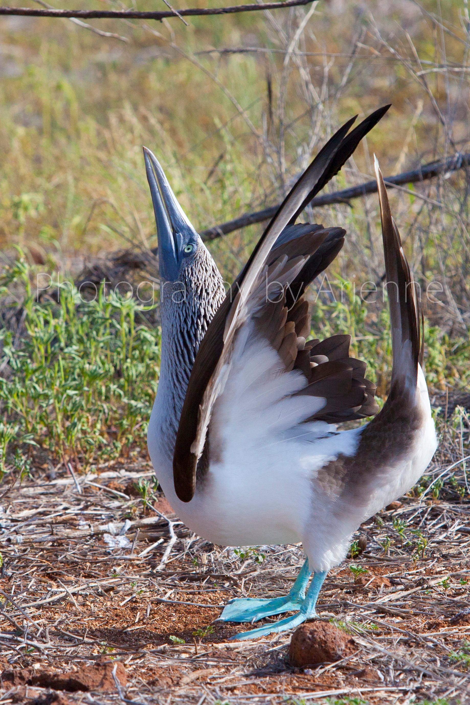 Blue Footed Booby Mating Dance - Etsy