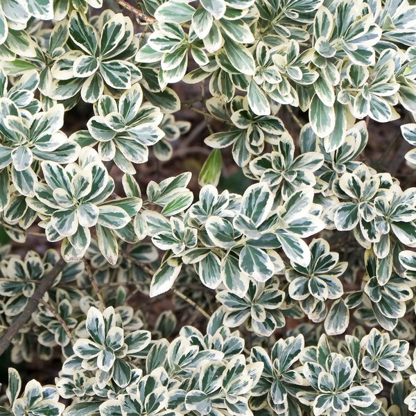 Utility Box Cover - Etsy