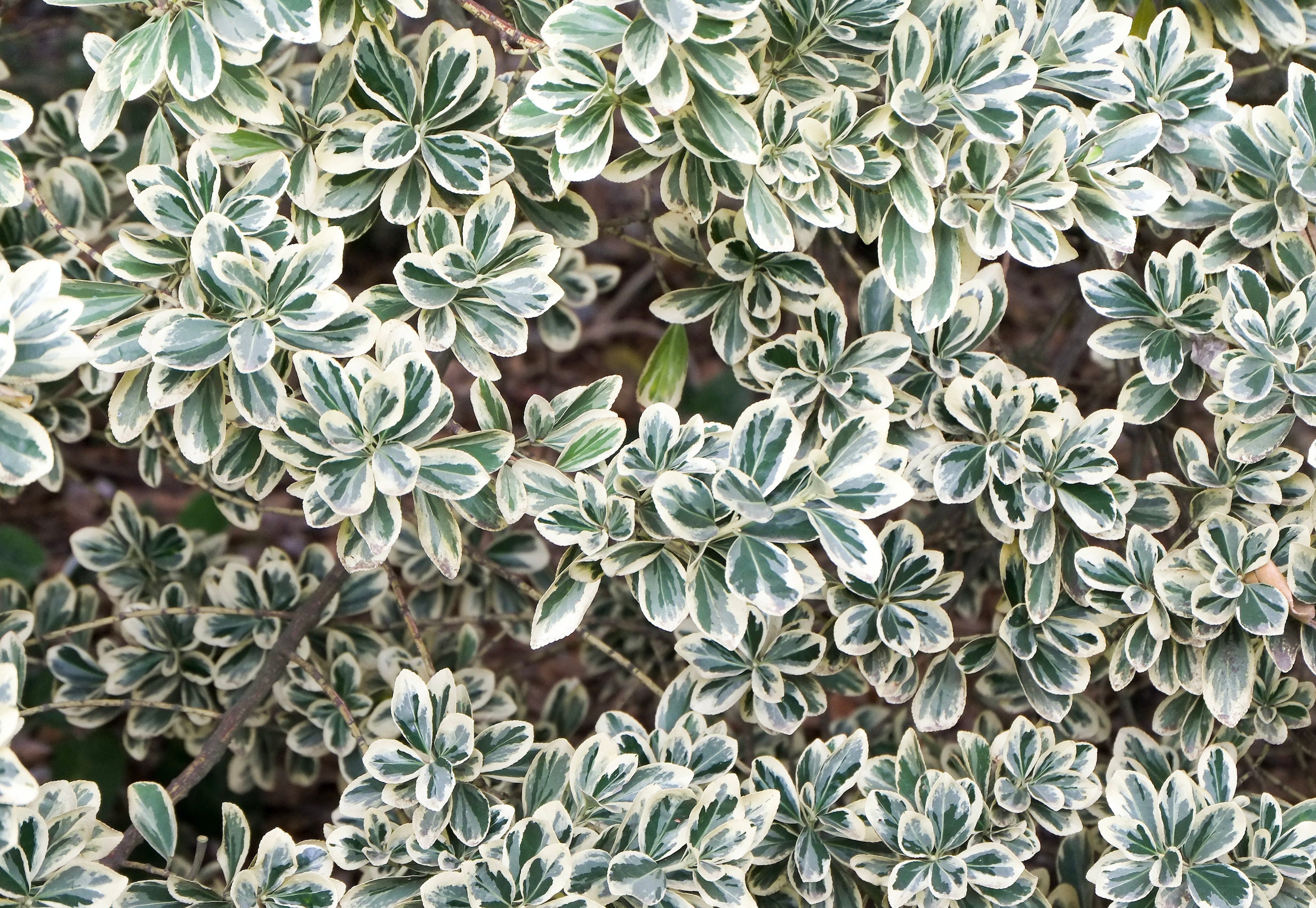 Hide That Utility Box With Our Bush Wrap! - Etsy