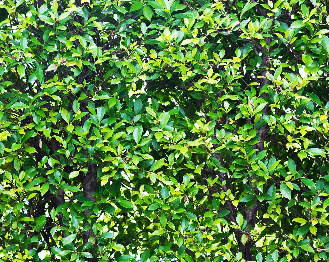 Hide That Utility Box With Our Bush Wrap - Etsy