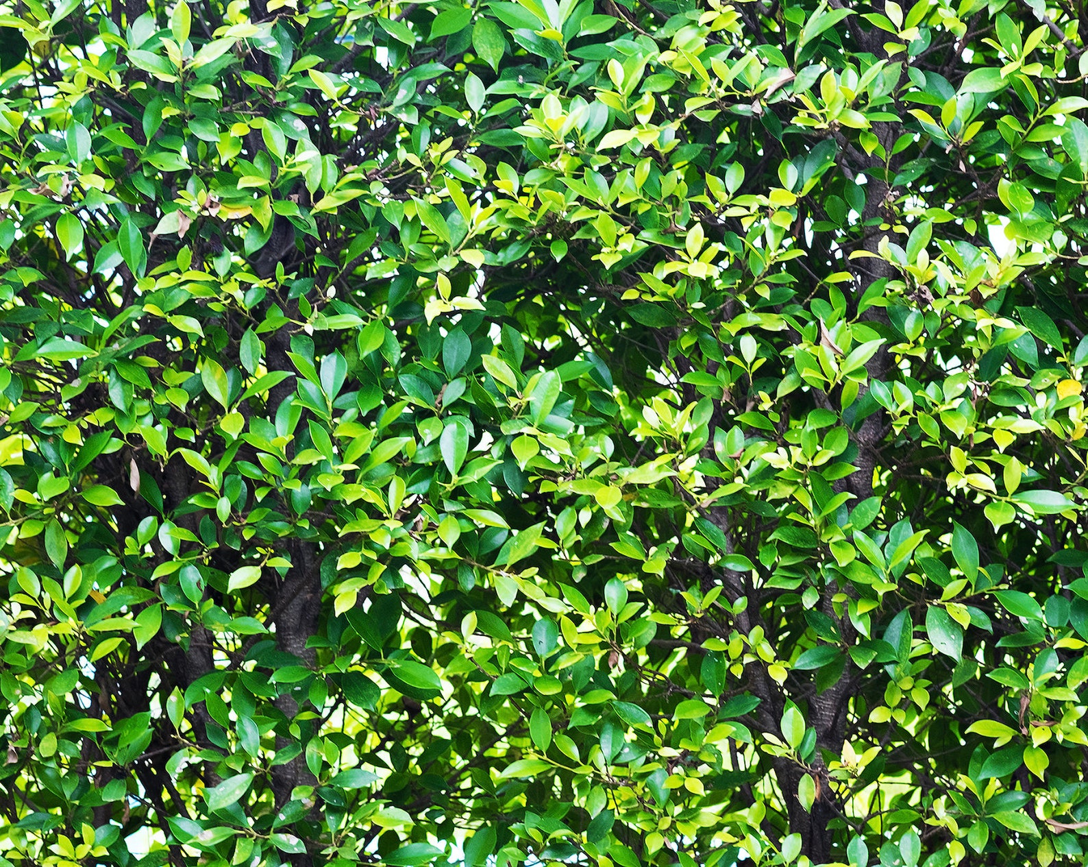 Hide That Utility Box With Our Bush Wrap! - Etsy