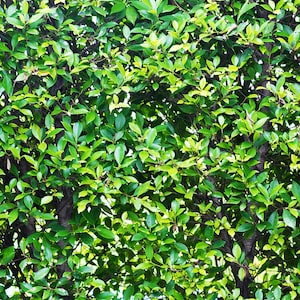 Hide That Utility Box With Our Bush Wrap! - Etsy