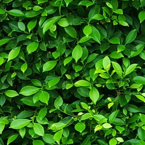 Hide That Utility Box With Our Bush Wrap - Etsy Canada