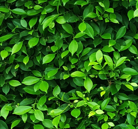 Hide That Utility Box With Our Bush Wrap - Etsy