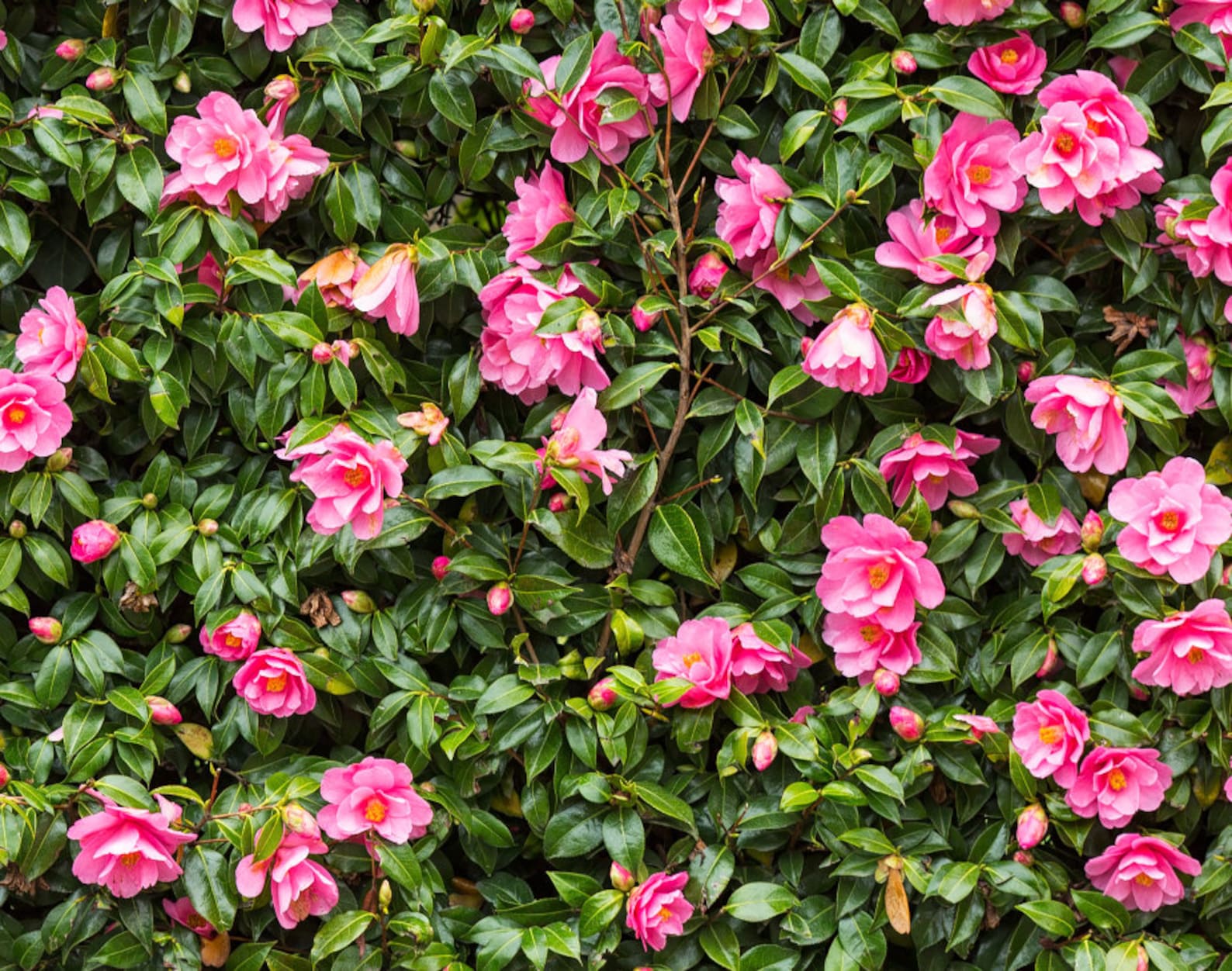 Hide That Utility Box With Our Bush Wrap - Etsy