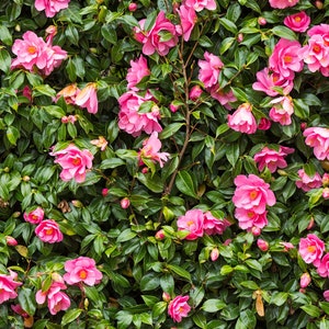 Hide That Utility Box With Our Bush Wrap - Etsy Canada