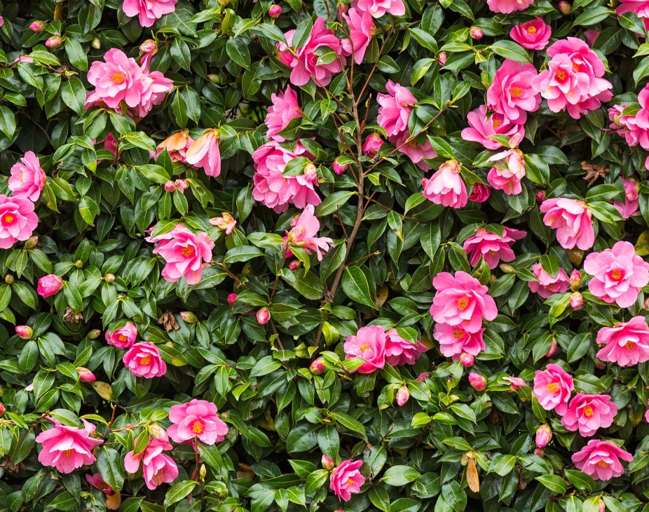 Hide That Utility Box With Our Bush Wrap - Etsy