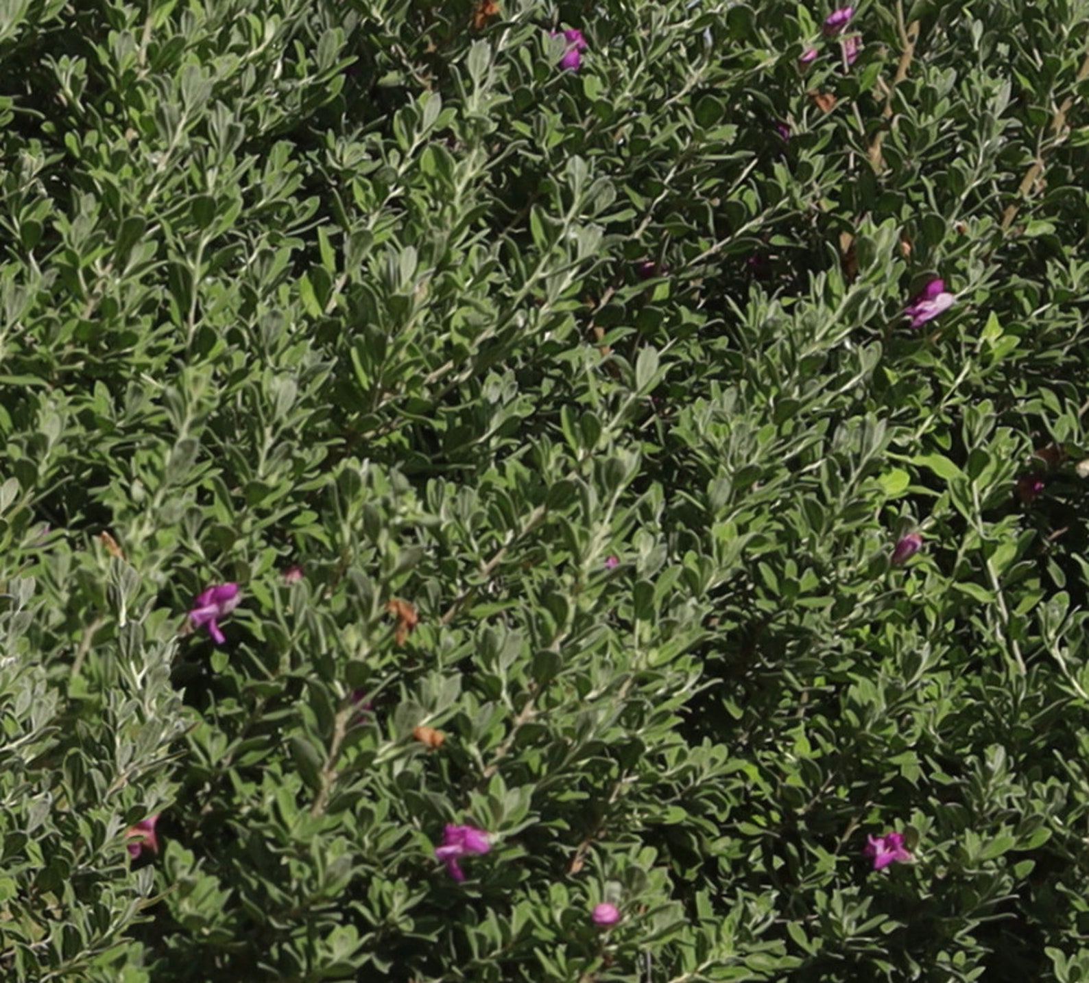 2024 - Hide That Utility Box With Our Bush Wrap ! - Etsy