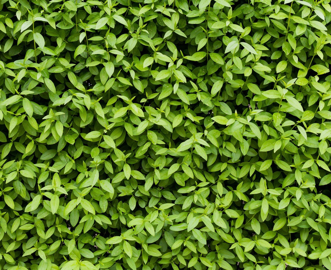 Hide That Utility Box With Our Bush Wrap - Etsy