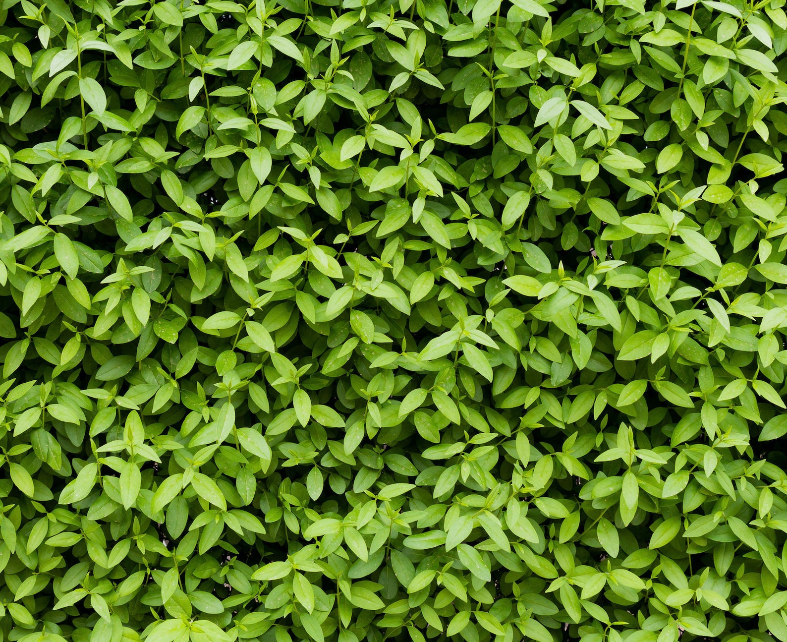 Hide That Utility Box With Our Bush Wrap! - Etsy