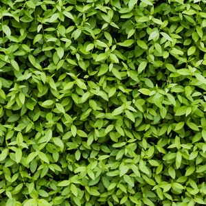 Hide That Utility Box With Our Bush Wrap! - Etsy