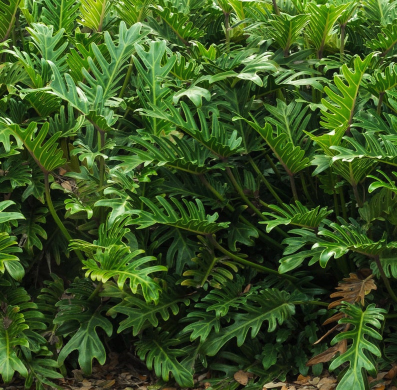 Single Sheets for Bush Wraps and Smaller Utility Boxes - Etsy