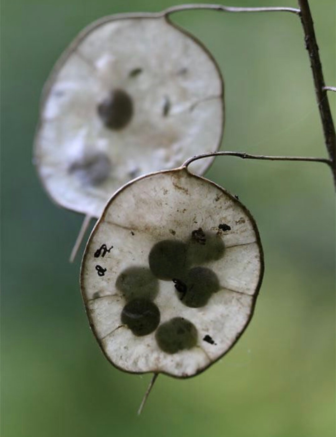 Money Plant Seed Essence //transparency in Worthiness & Dreams// - Etsy