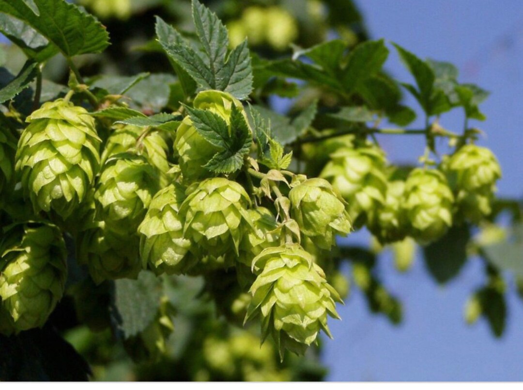 Hops Flower Essence //stellar Growth, Nourished Soul// - Etsy