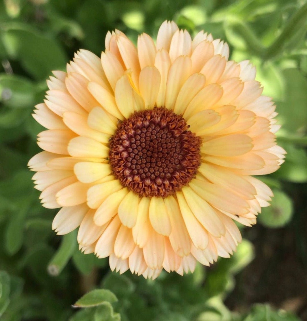 Calendula & Spider Essence //A Healing Balm of an Essence - Etsy Denmark