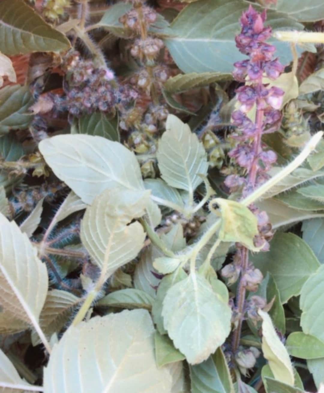 Tulsi Flower Essence // Relax the Seat of the Soul // - Etsy